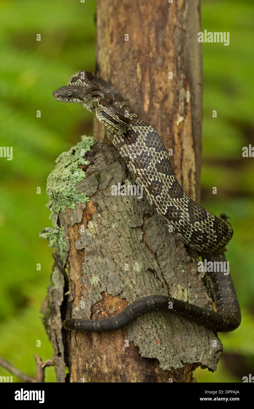 Black rat snake, Elaphe obsoletus, (Panteropsis obsoletus), juvenile ...