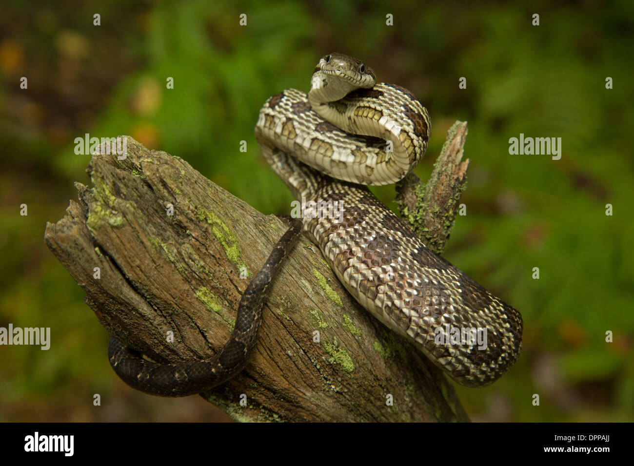 Juvenile rat snake hi-res stock photography and images - Alamy