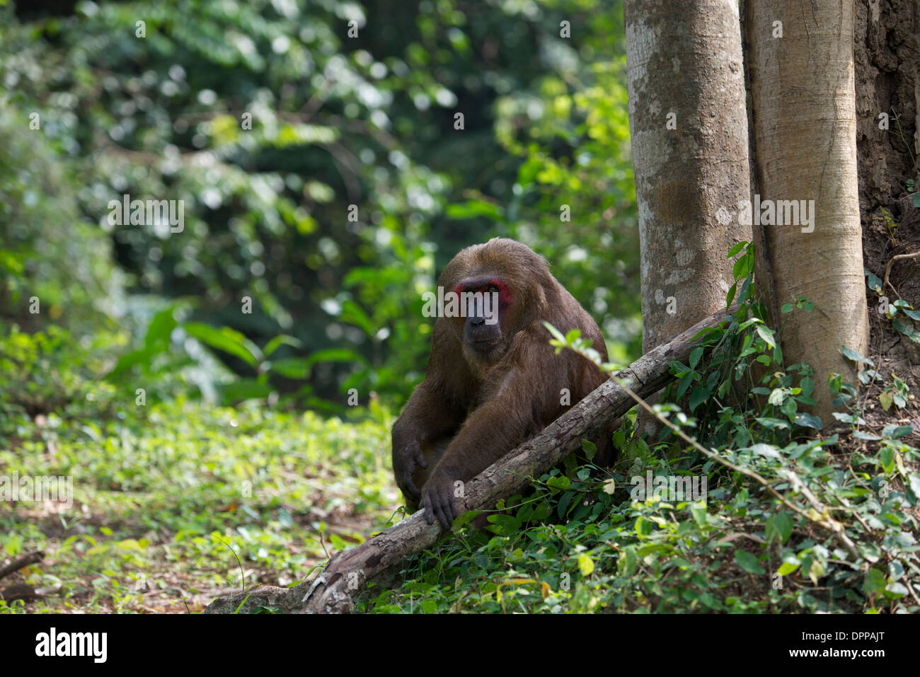 Short tailed monkey hi-res stock photography and images - Alamy