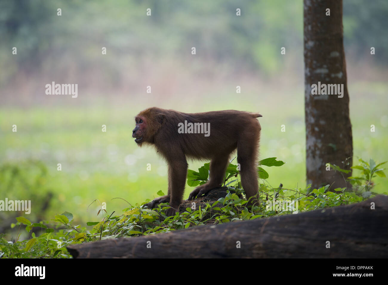 Short tailed monkey hi-res stock photography and images - Alamy