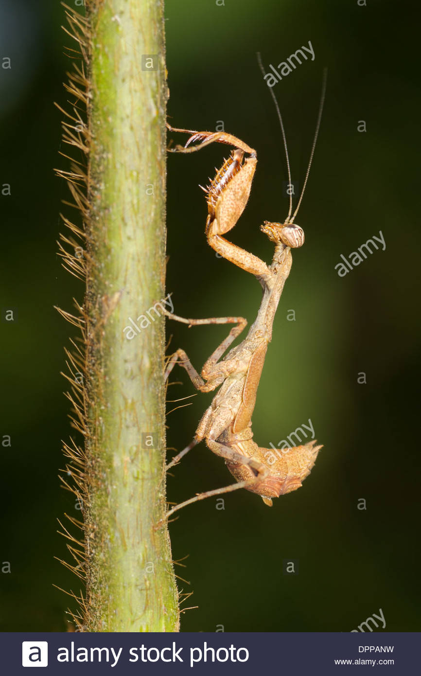 Genus mantis hi-res stock photography and images - Alamy