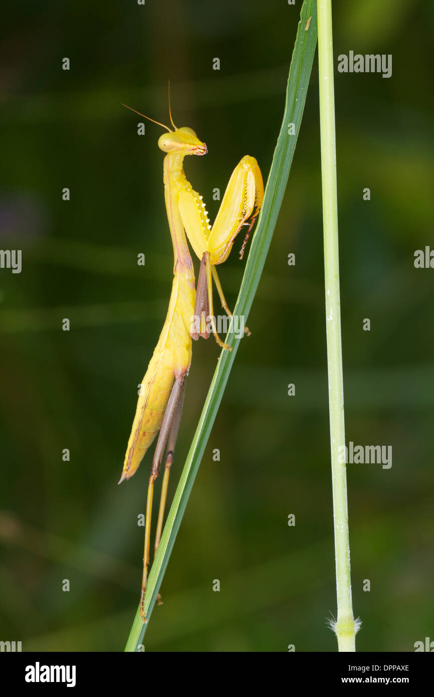 Hierodula sp. nymph Stock Photo - Alamy