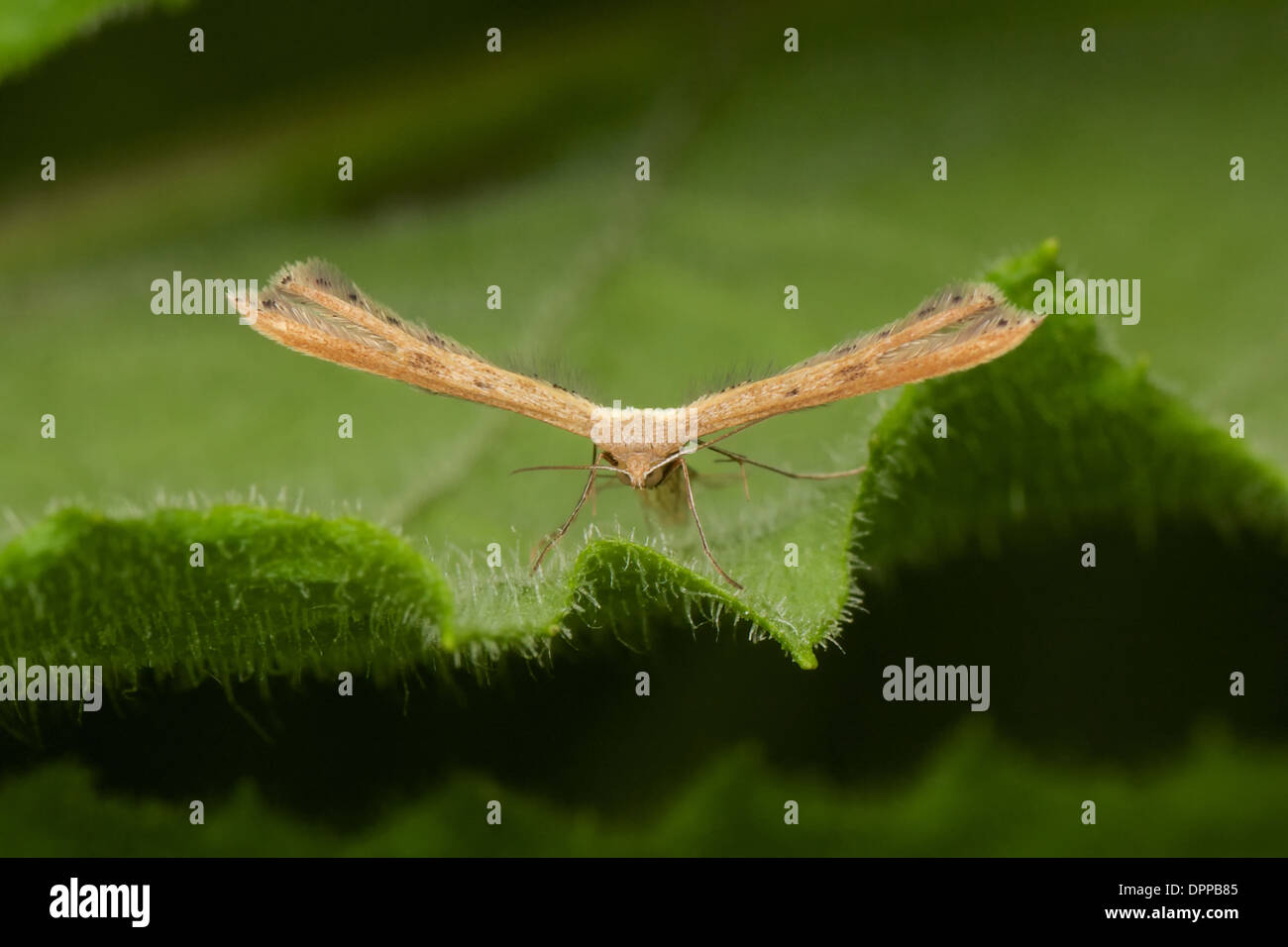 Plume moth hi-res stock photography and images - Alamy