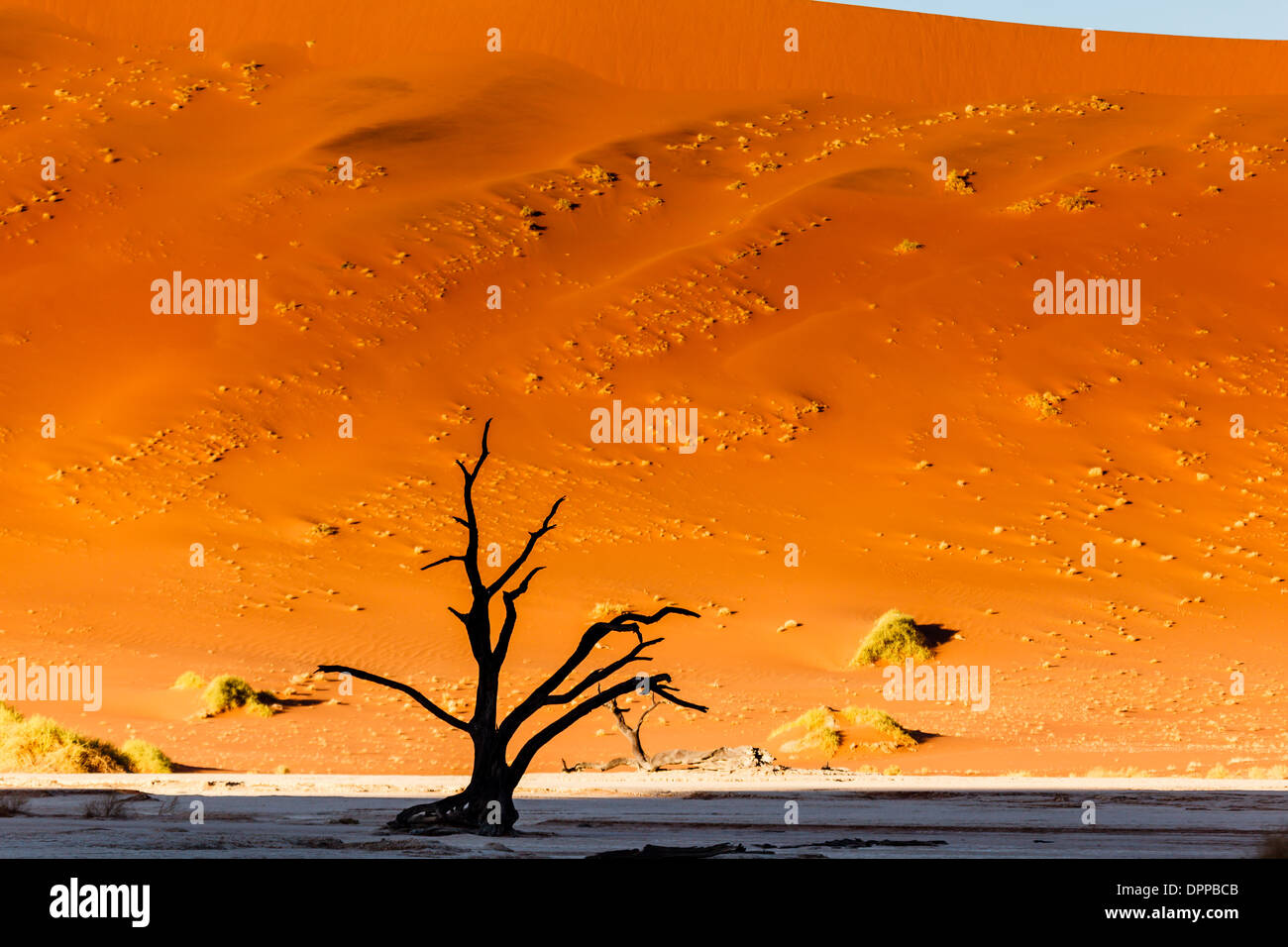 Bright sunrise illuminates red sand of dunes while tree stump remains ...
