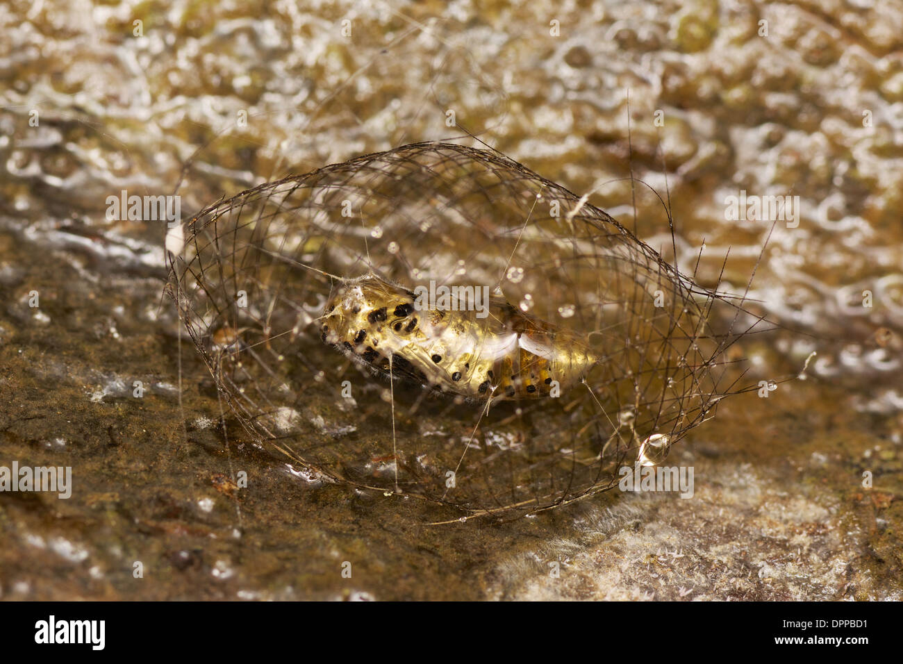An 'open network' cocoon structure that protects and partially encloses ...