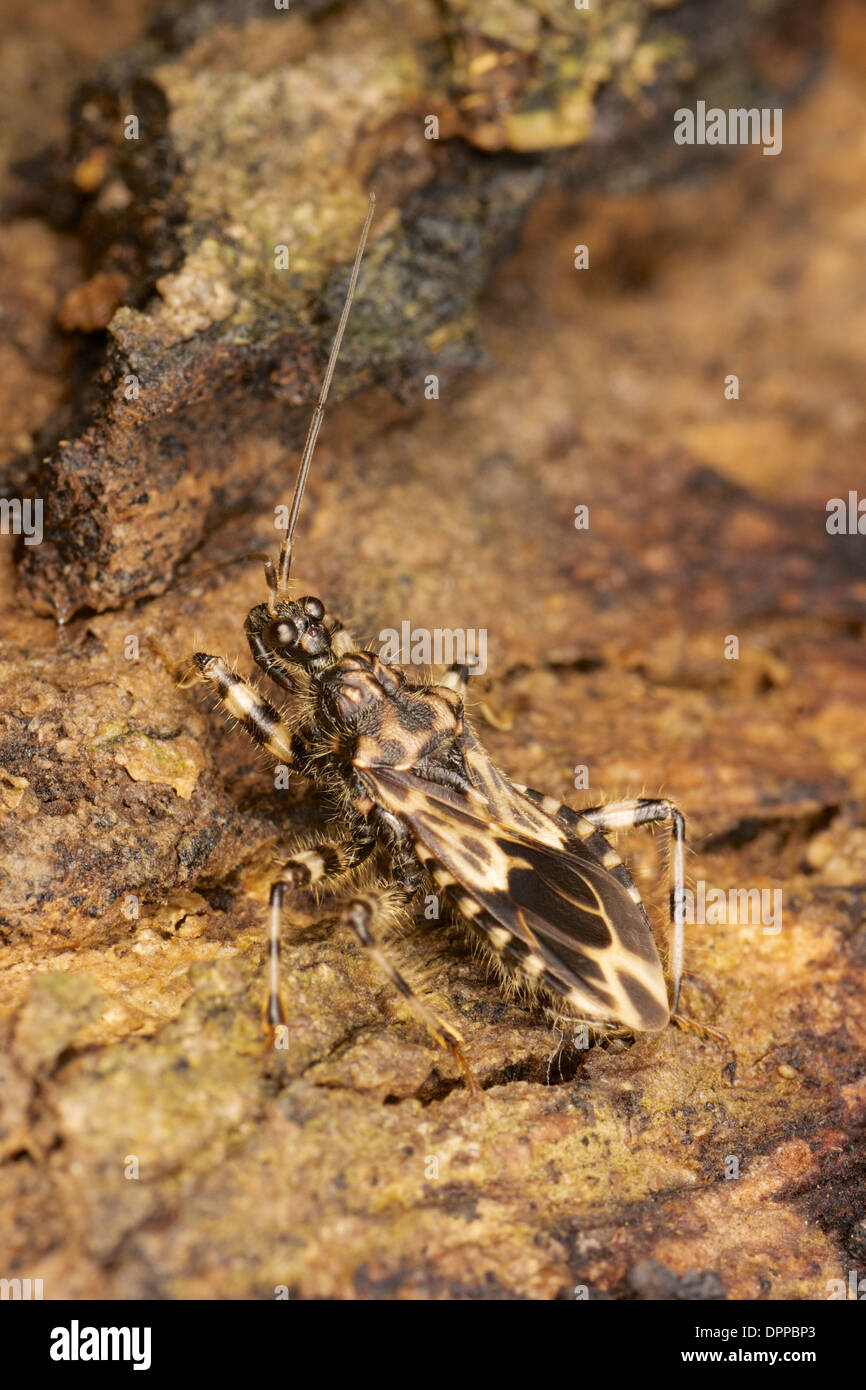 Reduviidae hi-res stock photography and images - Alamy