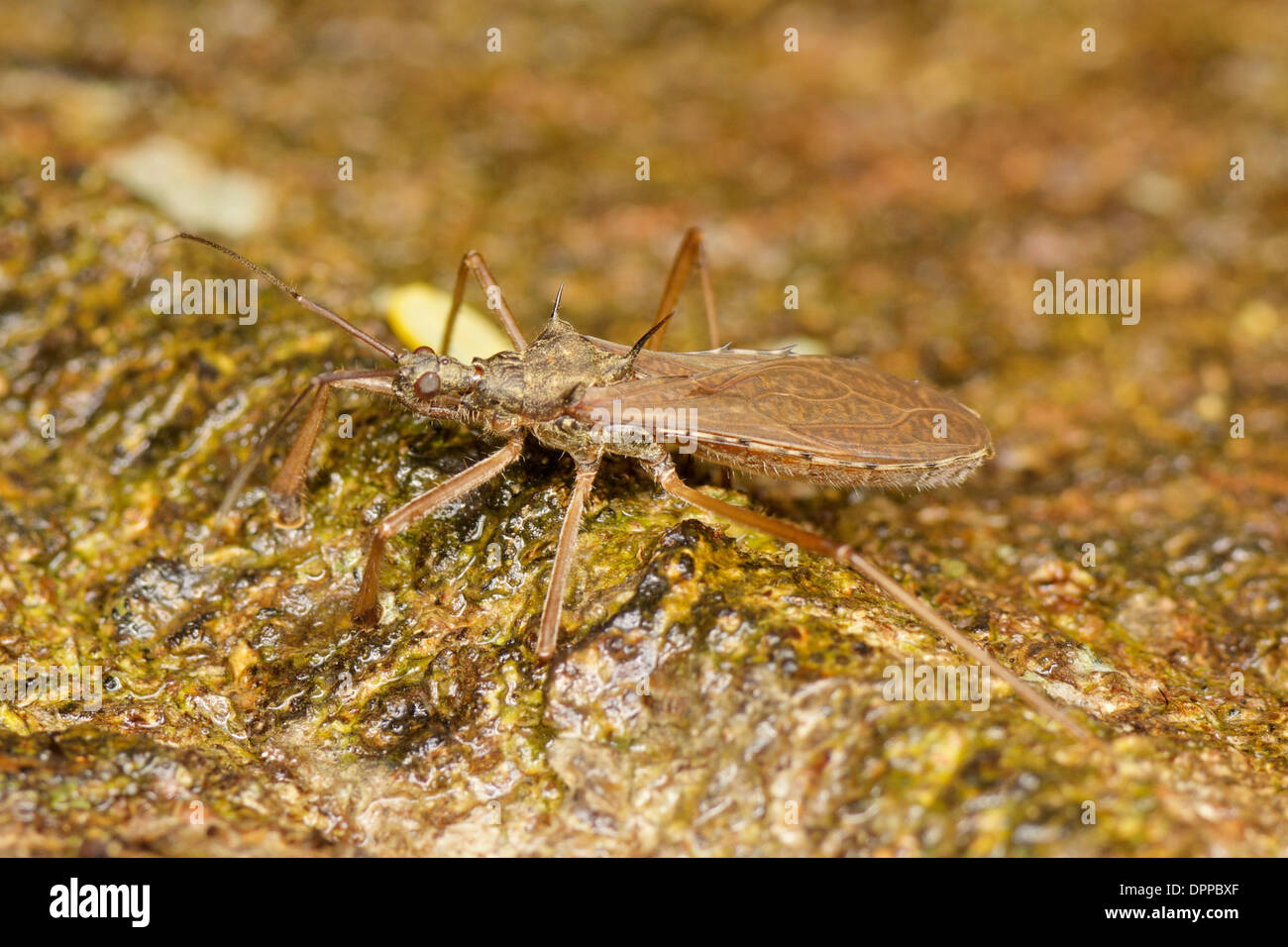 Reduviidae (from the contained genus, Reduvius, which comes from the ...