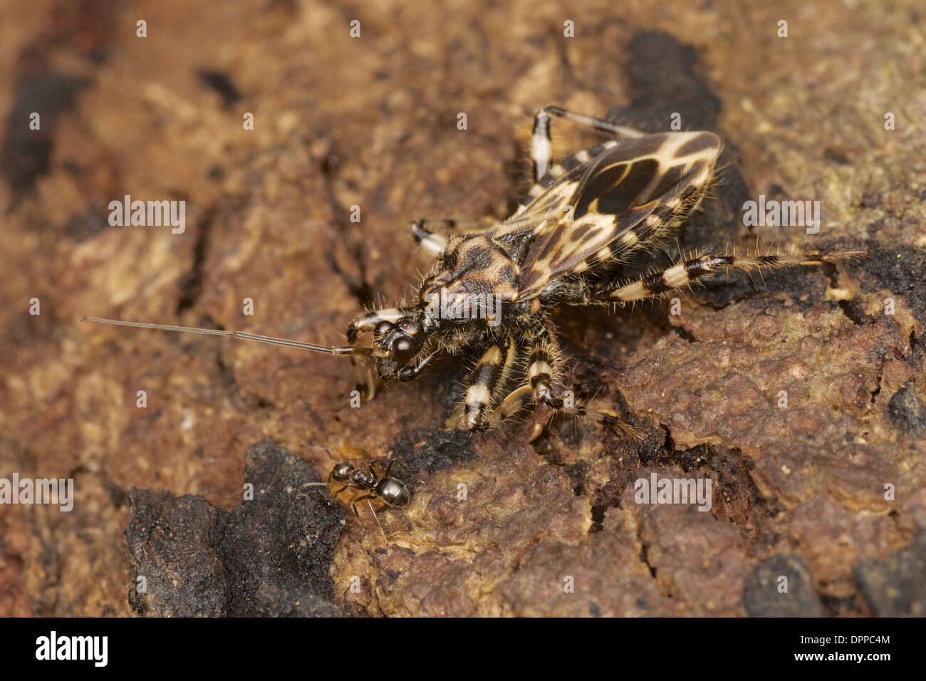 Reduviidae hi-res stock photography and images - Alamy