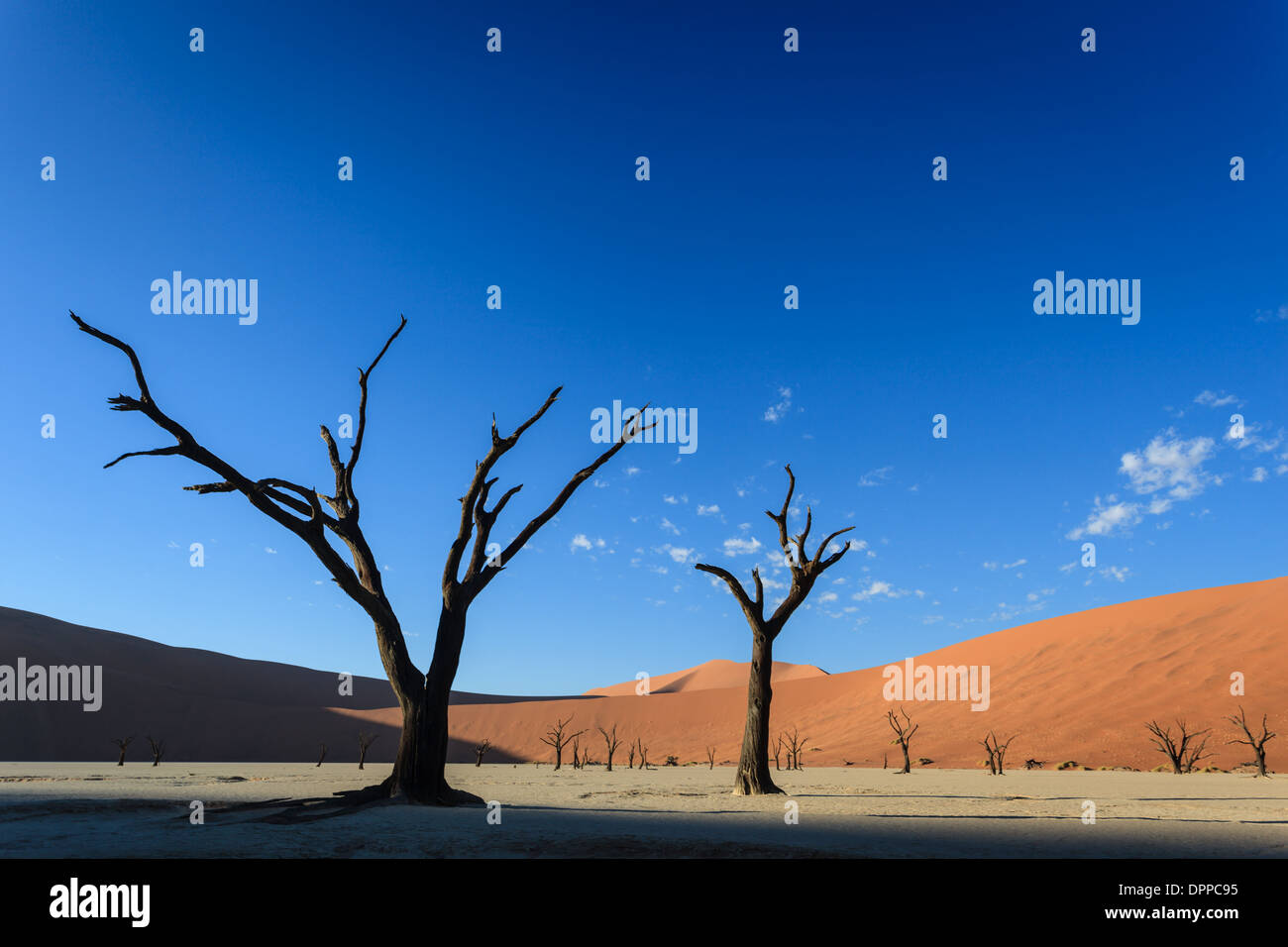 Dead acacia tree in silhouette hi-res stock photography and images - Alamy