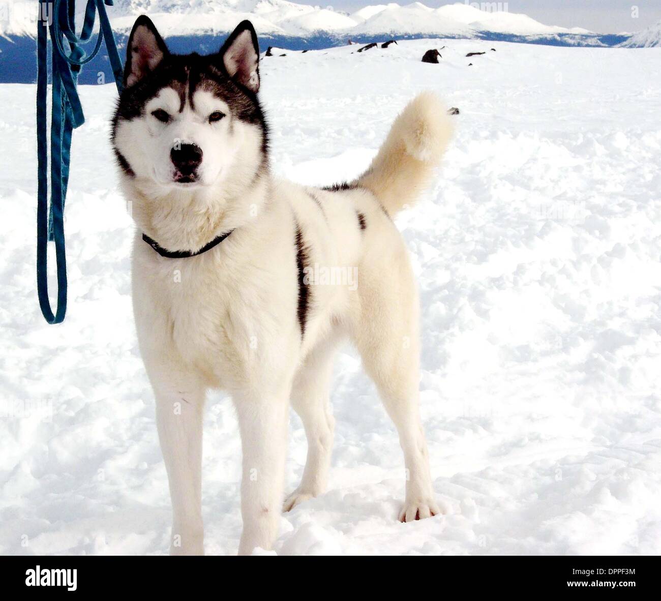 Eight Below Dog Names That Died