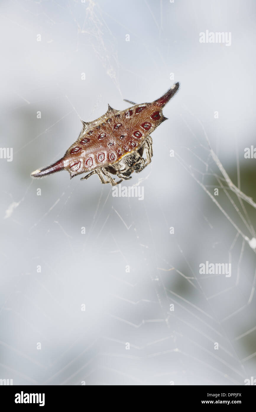 Spiny Orb-weaver (Gasteracantha sp Stock Photo - Alamy