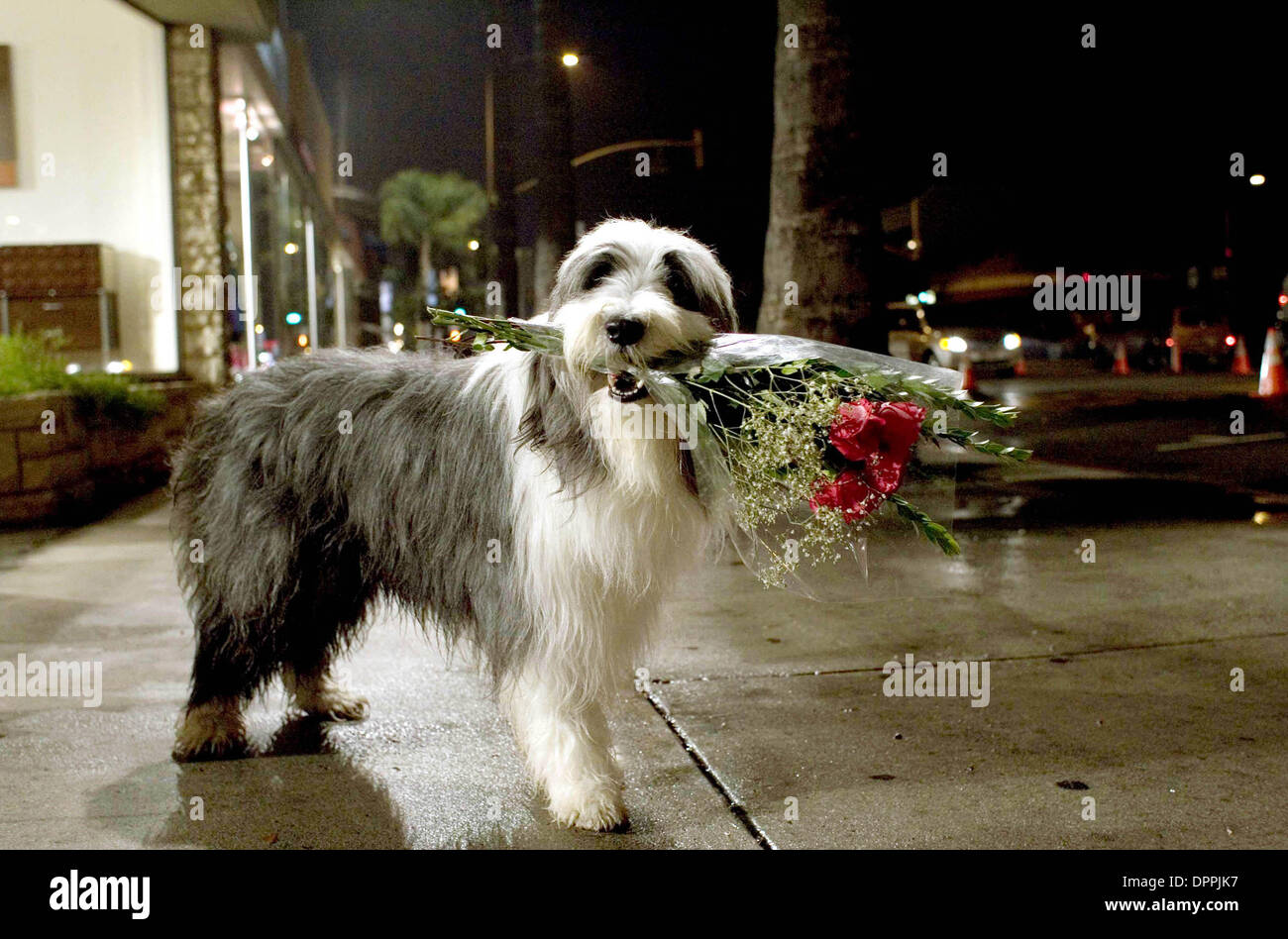 Feb. 15, 2006 - (Pictured) COLE. Joseph LedererK47214ES.THE SHAGGY DOG ...