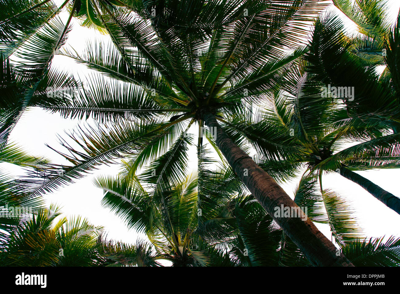 Thai trees hi-res stock photography and images - Alamy