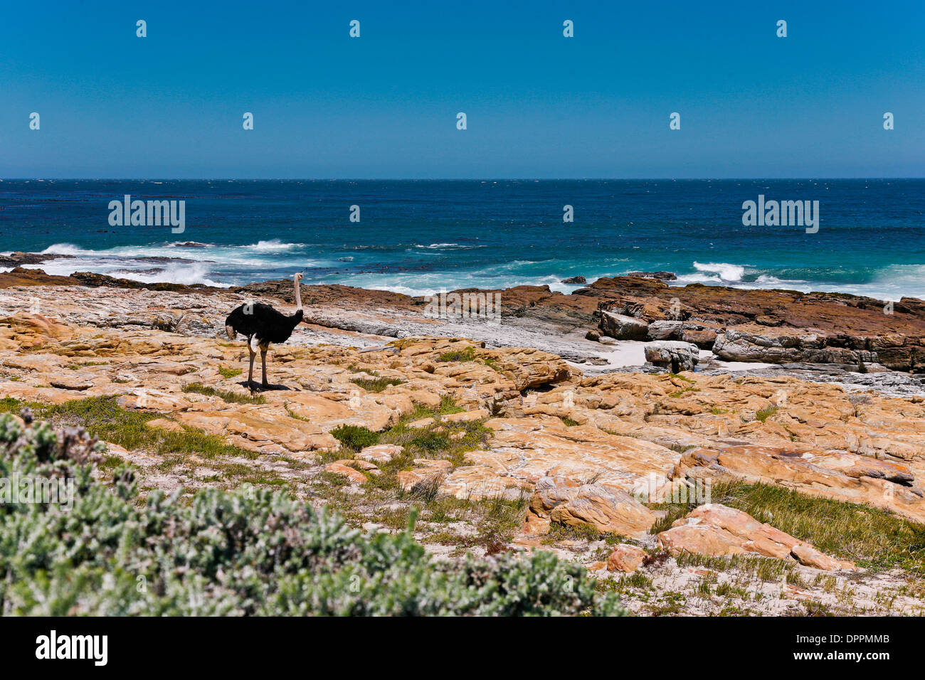 Ostrich sea hi-res stock photography and images - Alamy