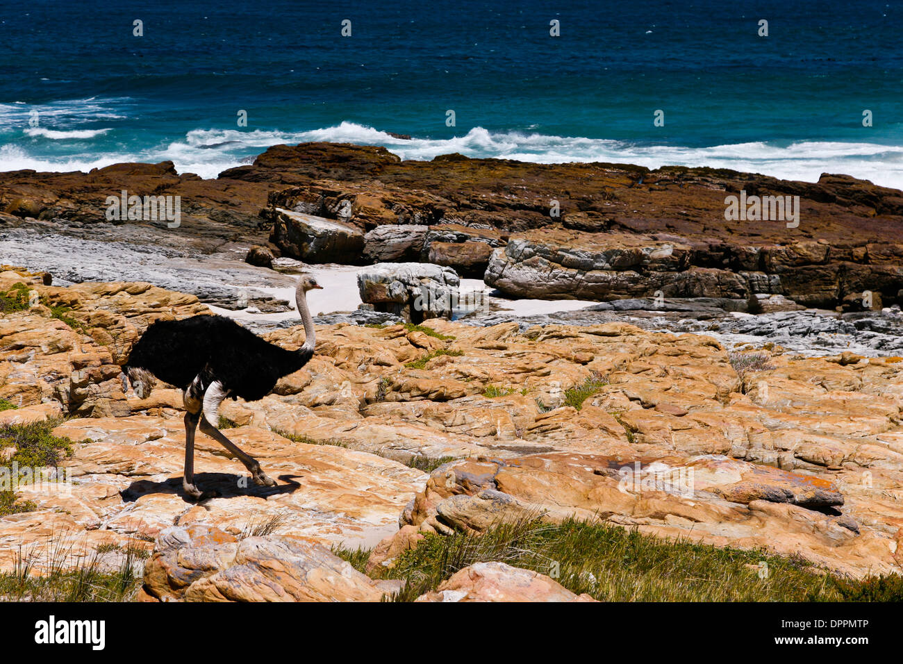 Ostrich sea hi-res stock photography and images - Alamy