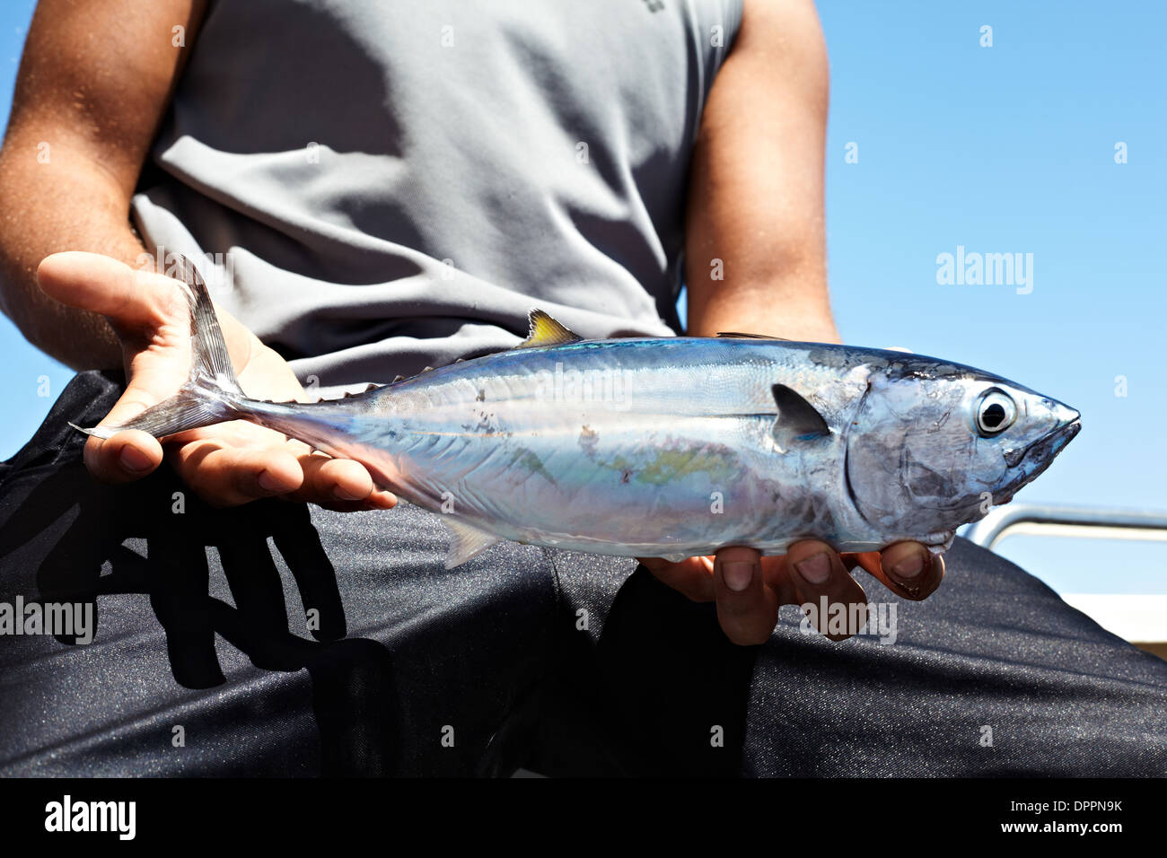 Tuna Fish held by man Stock Photo - Alamy