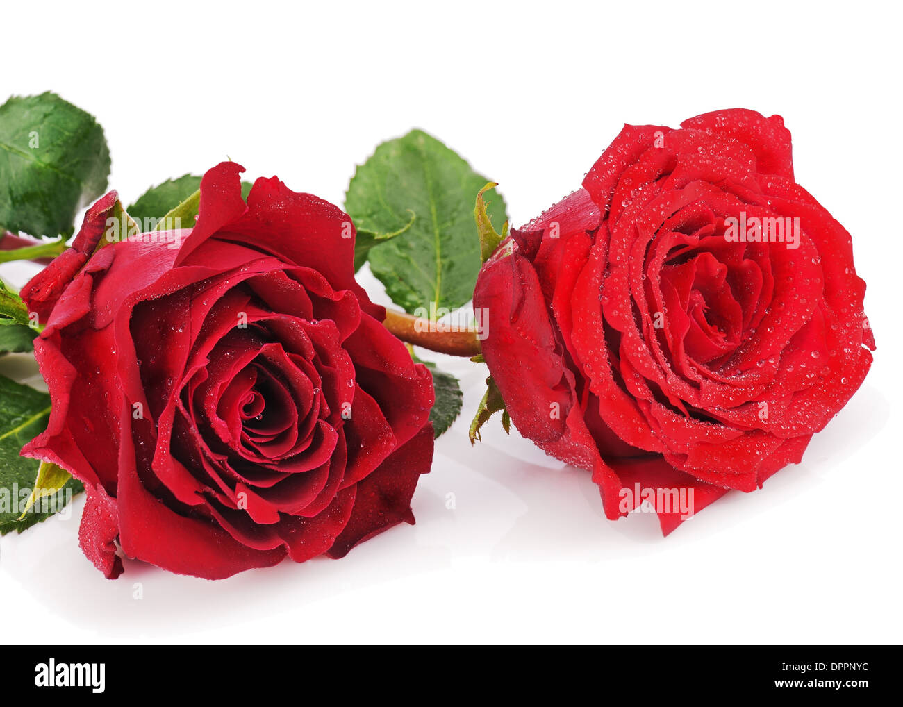 Red roses isolated on white background. Closeup Stock Photo - Alamy
