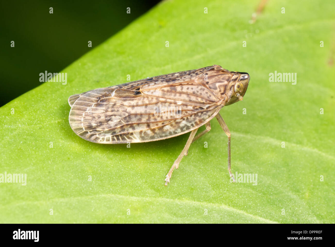 Achilidae sp. planthopper. Huai Kha Khaeng Wildlife Sanctuary, Thailand ...