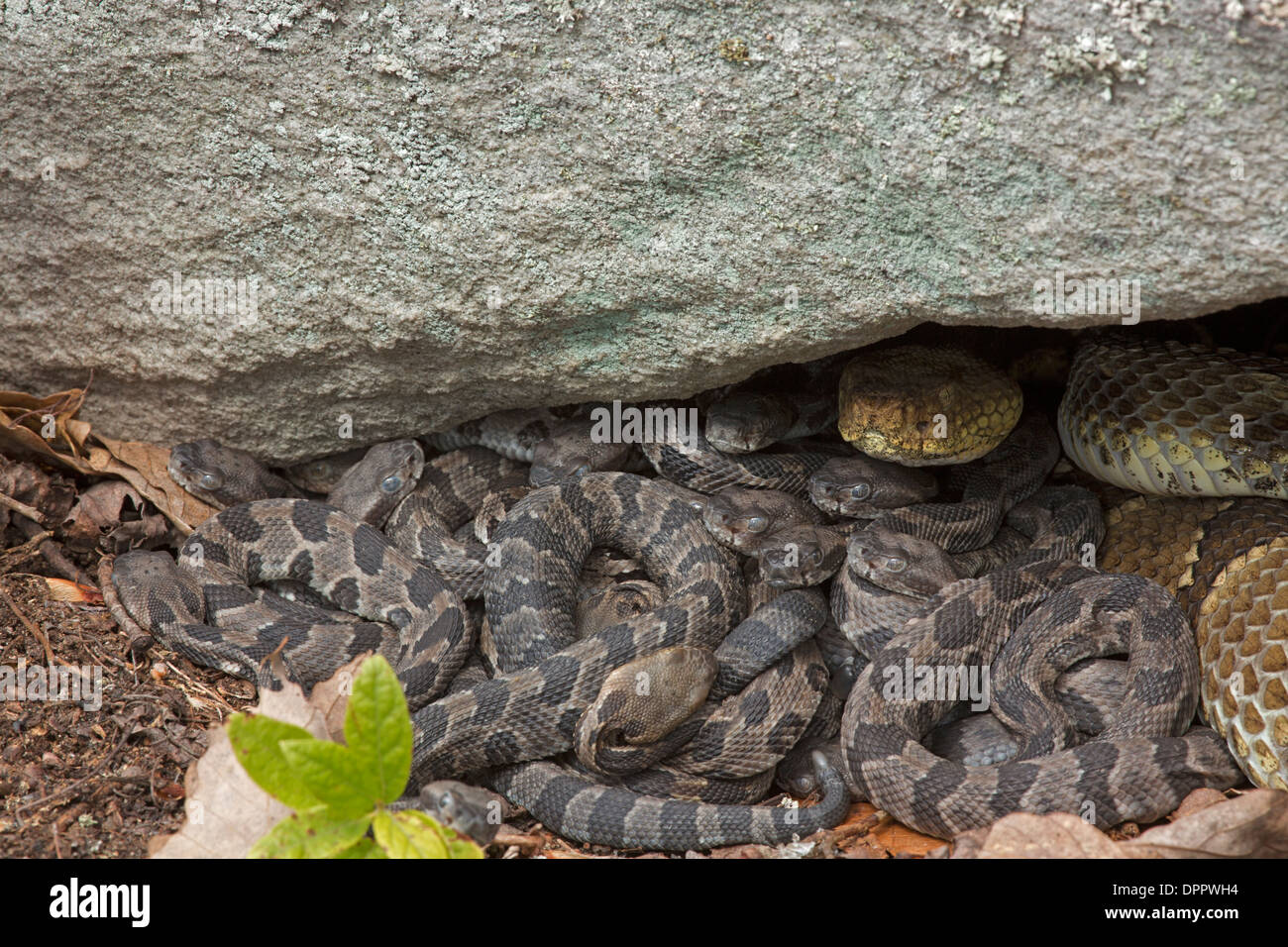 Timber Rattlesnakes, Crotalus horridus, new-born young with adult ...