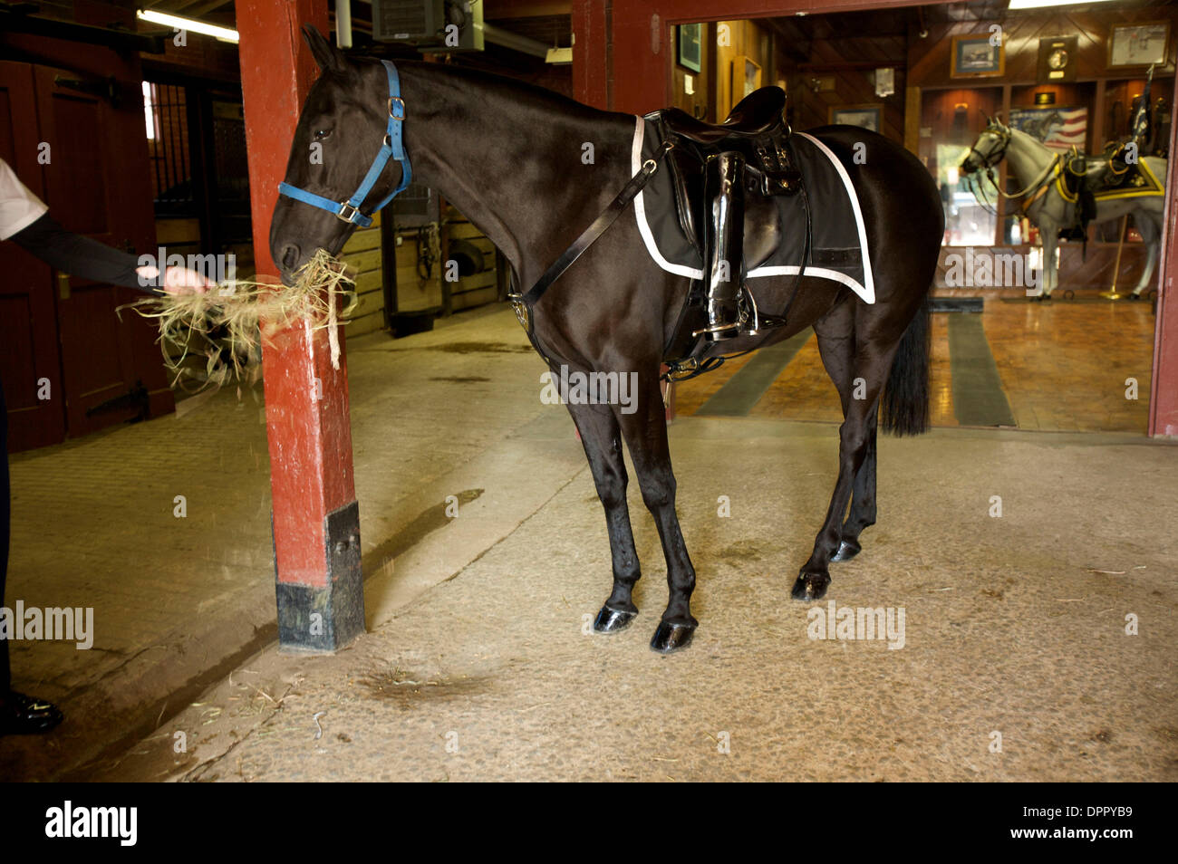 Saddle joint hi-res stock photography and images - Alamy