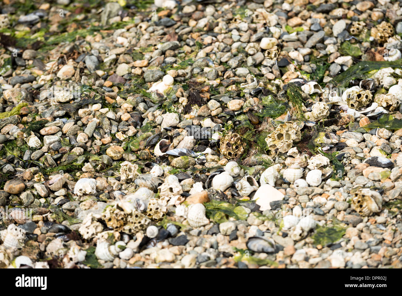 Coral and Sea Shells on the Beach at Ushuaia, Argentina, the most ...