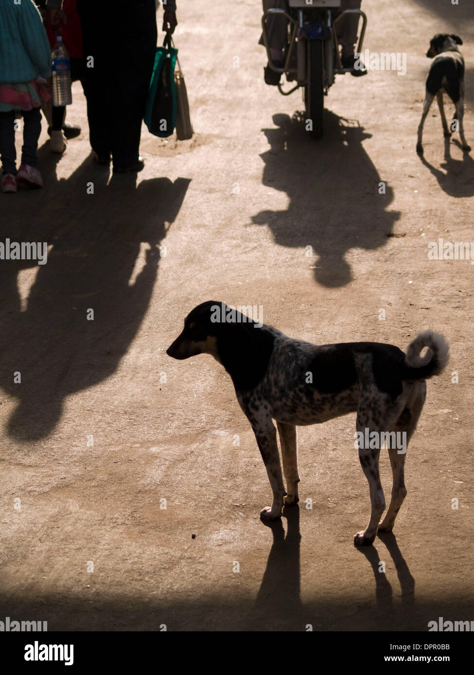 India jaisalmer dog hi-res stock photography and images - Alamy