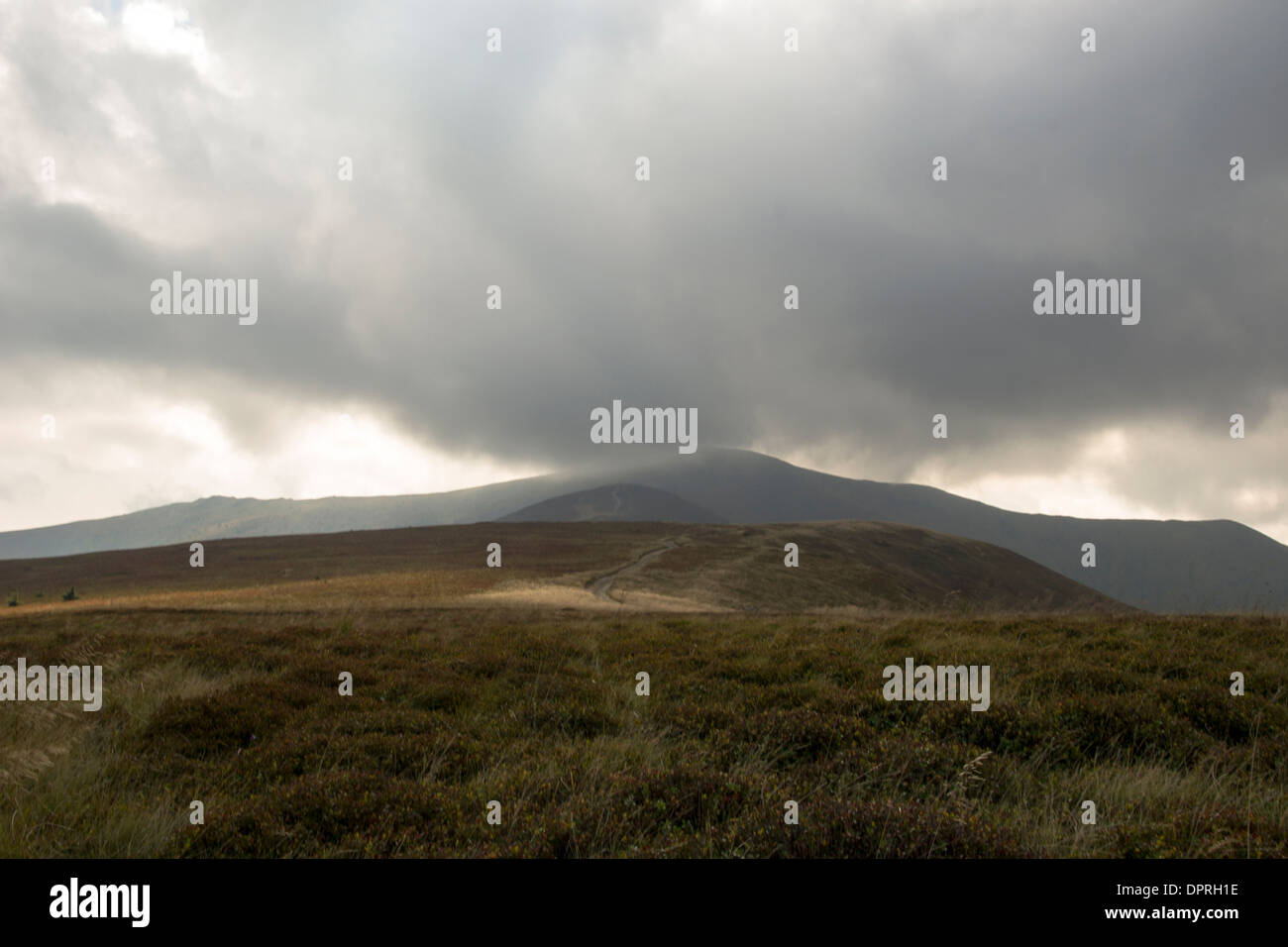 Footpath tree green sky hi-res stock photography and images - Alamy