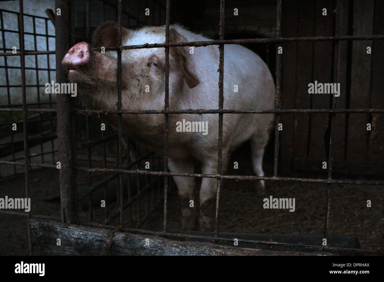 Dec 20, 2008 - Romania - A pig about 15 minutes before being ...