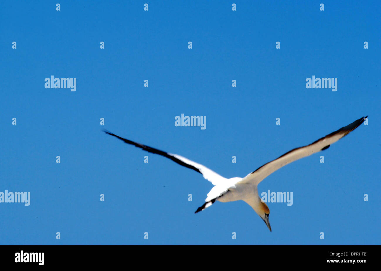 Giant chameleons hi-res stock photography and images - Alamy