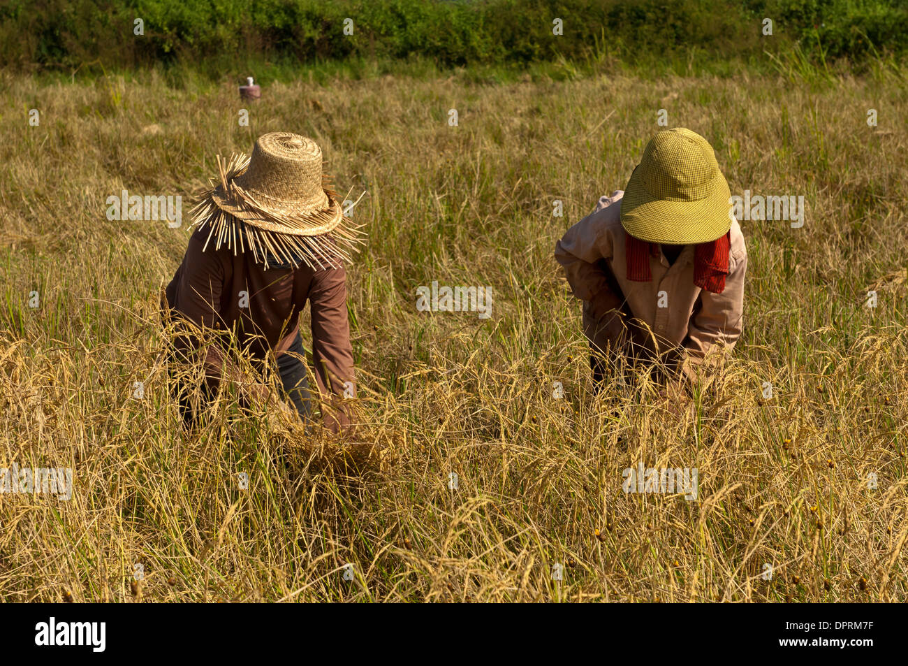 Women harvesting rice crop hi-res stock photography and images - Alamy