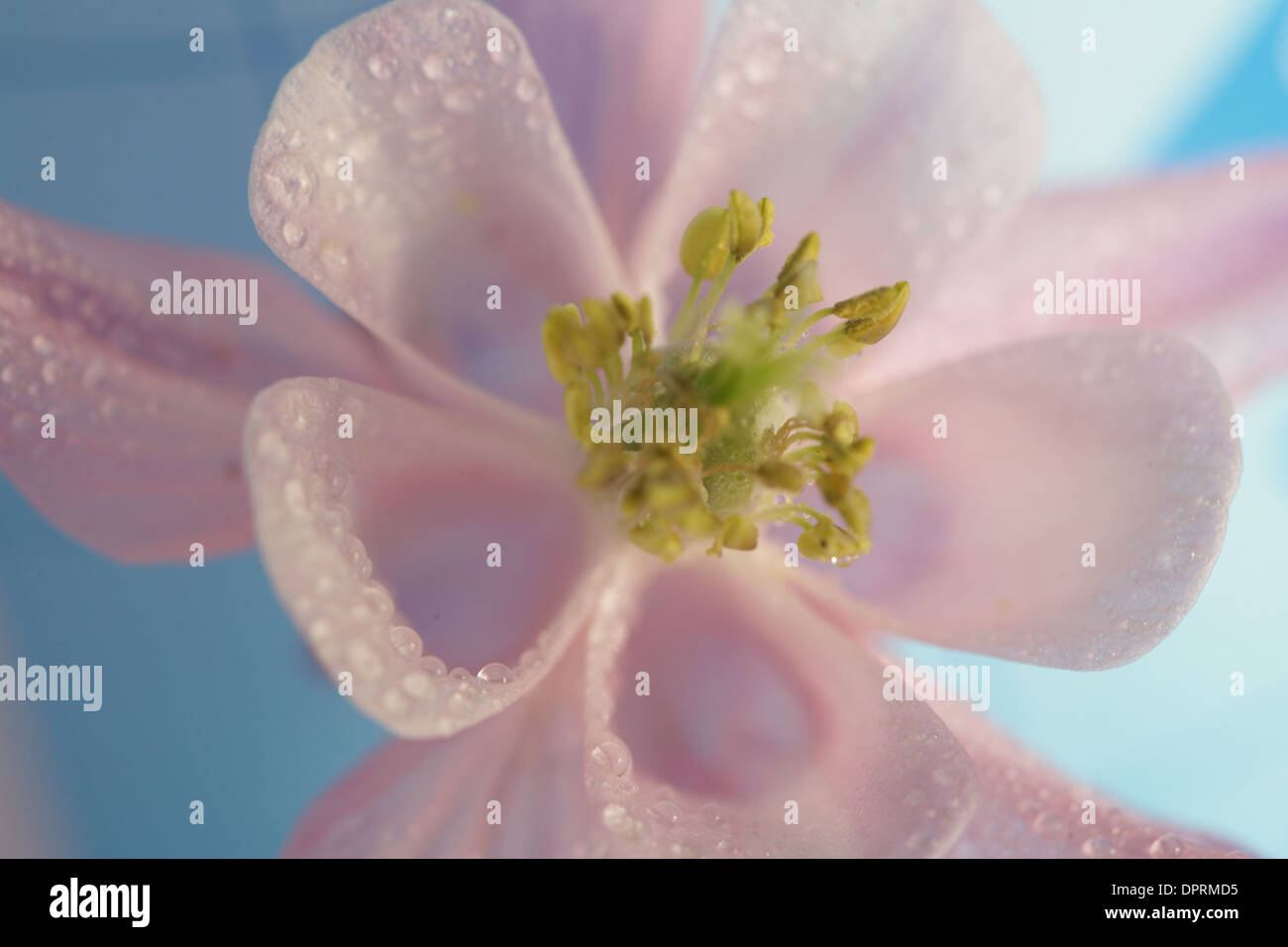 Macro picture of a flowering plant hi-res stock photography and images ...