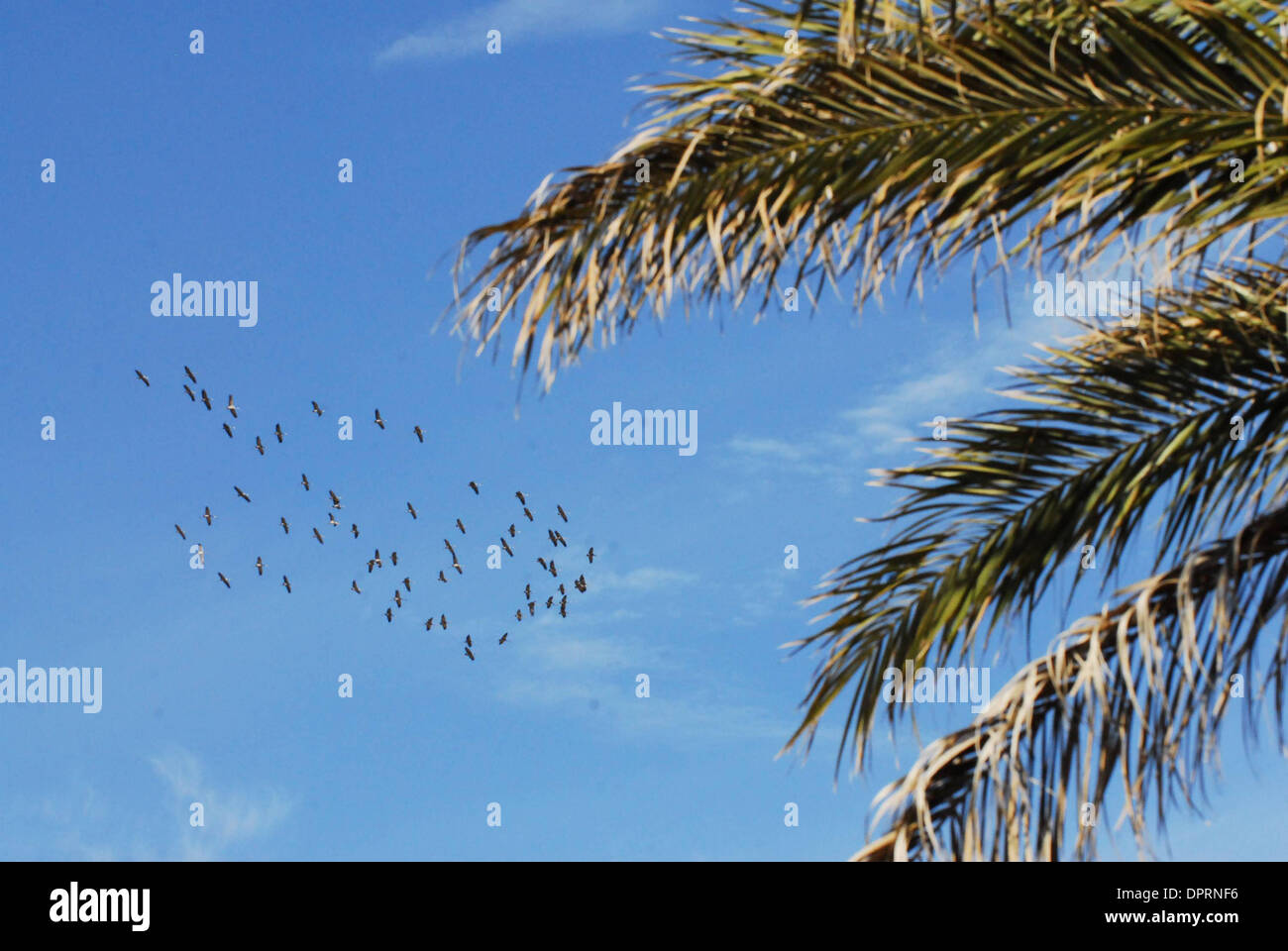 Dec 19, 2008 - Negev, Israel - Birds Migration over the Negev Highlands ...