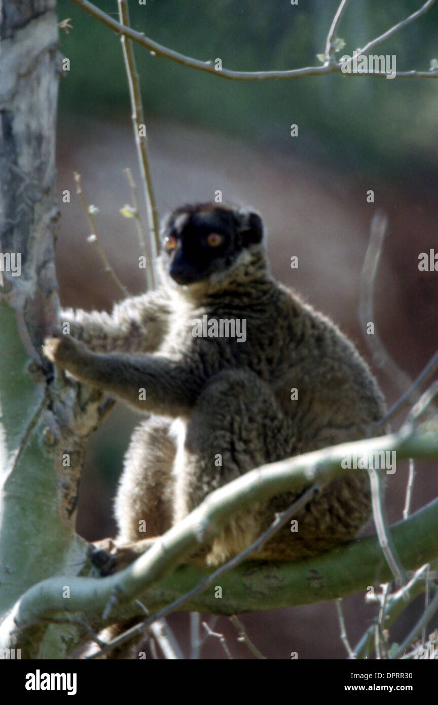 Jan 09, 2009 - Africa - Photos of Israel Wildlife. (Credit Image ...
