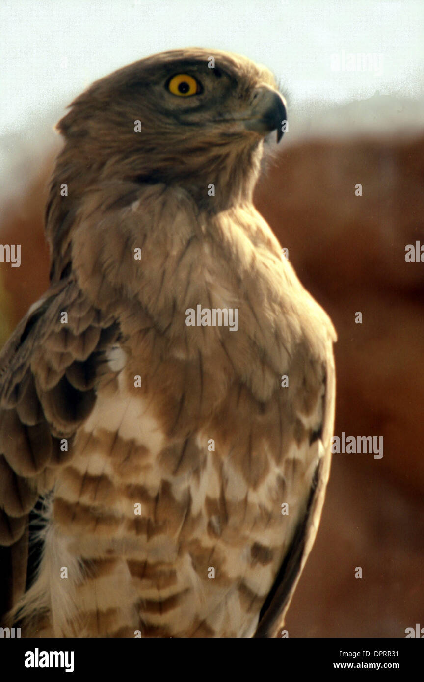 Jan 09, 2009 - Africa - Photos of Israel Wildlife. (Credit Image ...