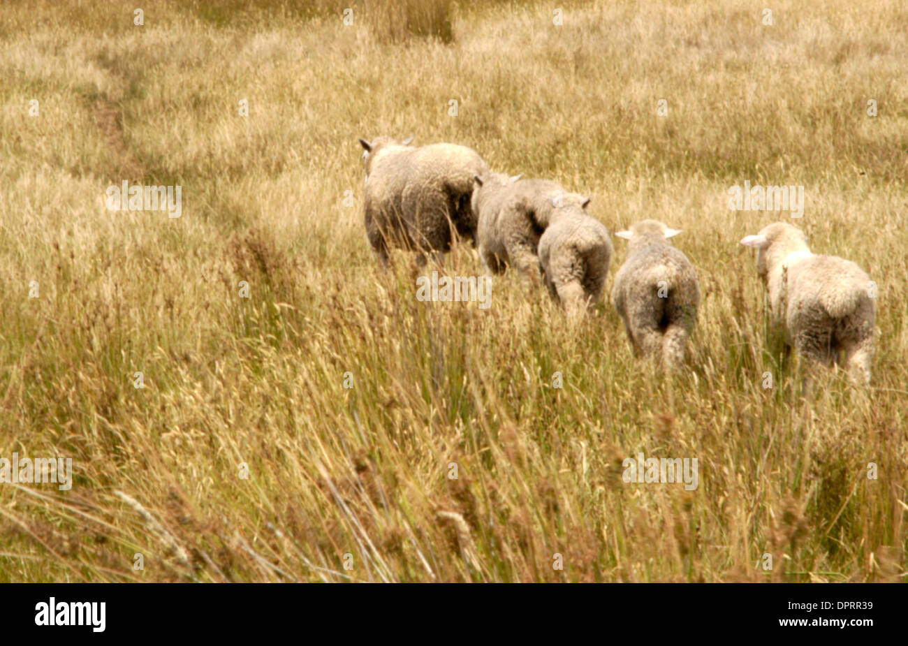Jan 09, 2009 - Photos of Wildlife. (Credit Image: © Rafael Ben-Ari ...