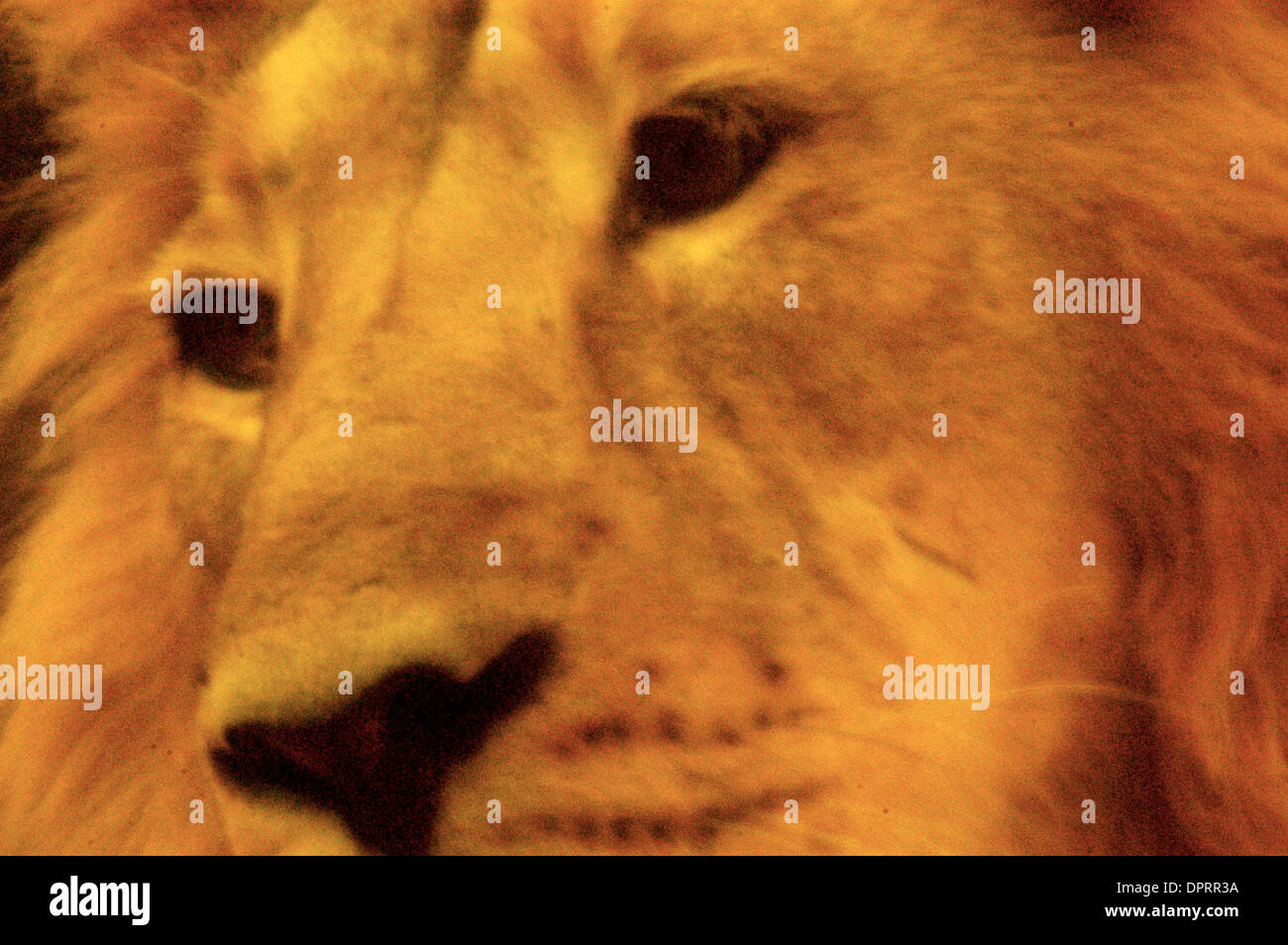 Lion press photos hi-res stock photography and images - Alamy