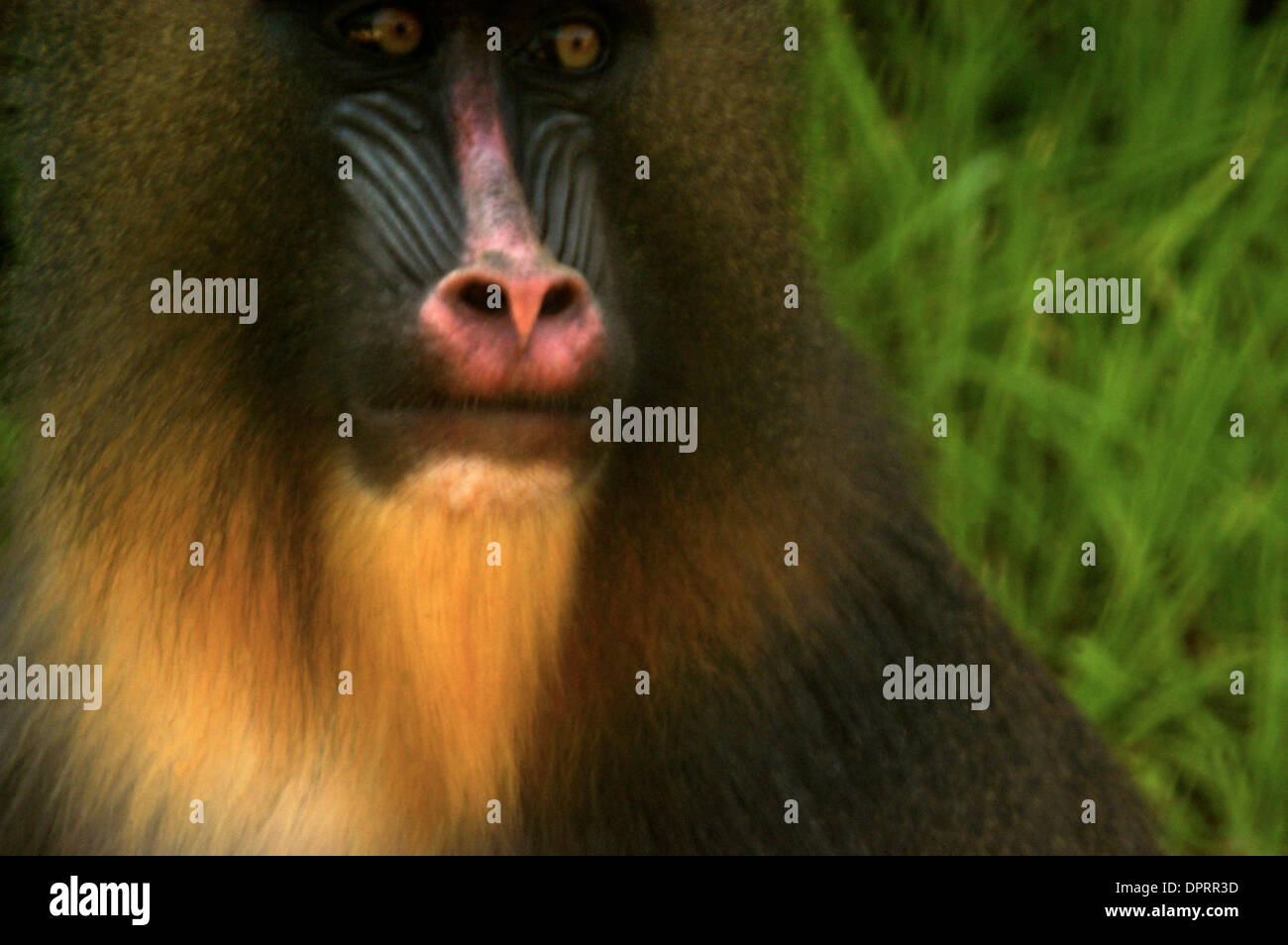Baboon images hi-res stock photography and images - Alamy