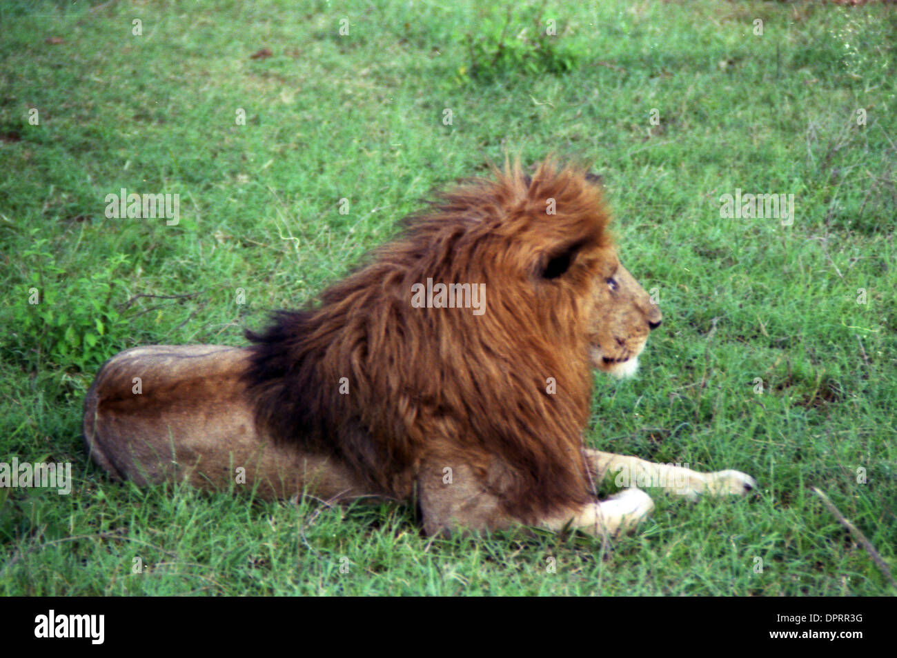 A Calm and Content Lion Stock Photo - Alamy