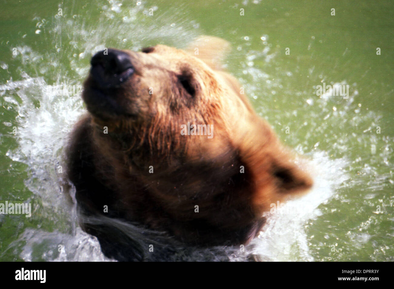 Jan 09, 2009 - Jerusalem, Israel - Bear in Water (Credit Image ...