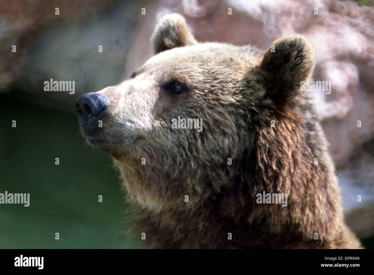 Jan 09, 2009 - Jerusalem, Israel - Bear in Water (Credit Image ...