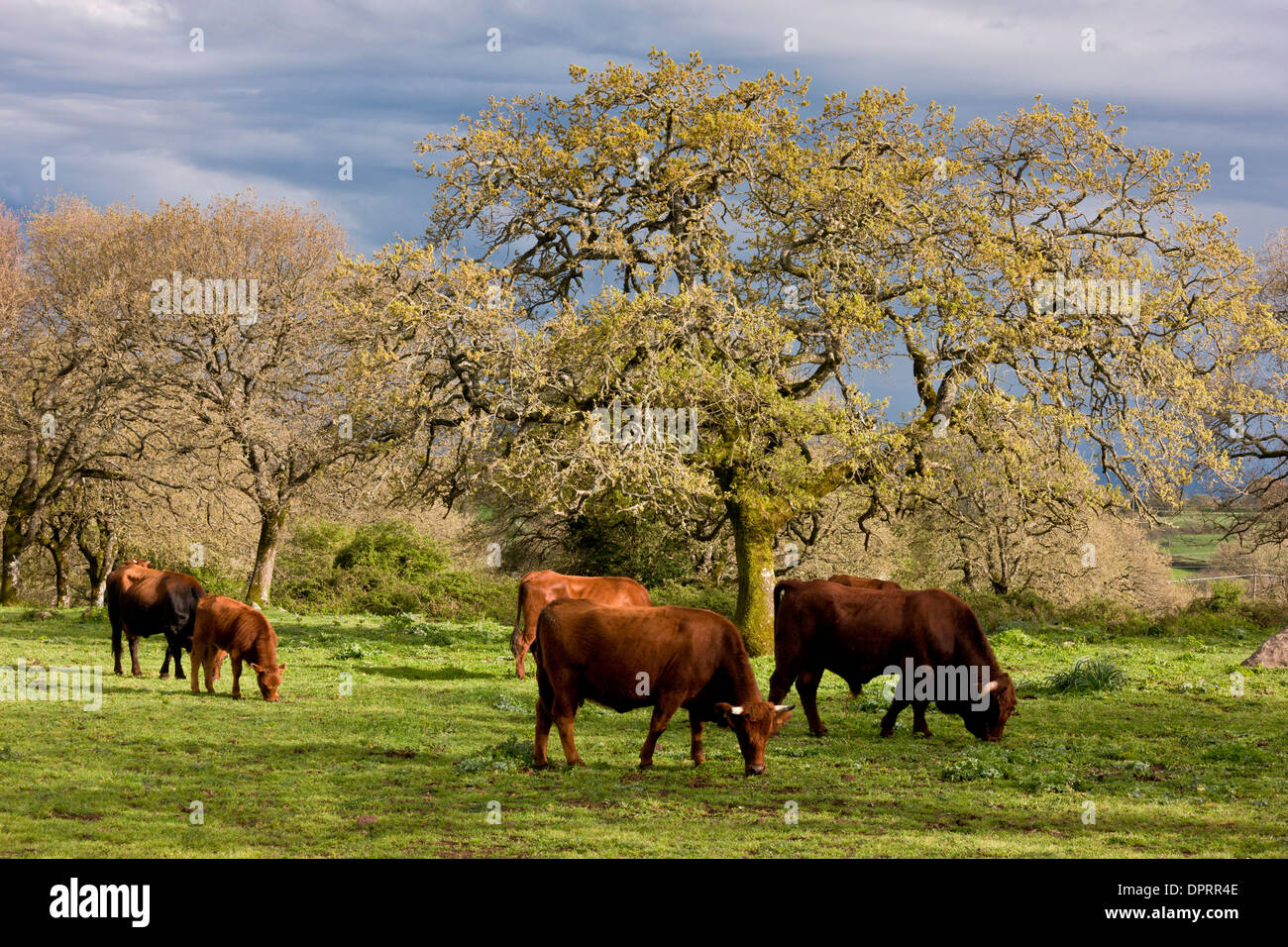 Cattle grazing (Sardo-Modica, red ox or bue rosso breed) in oak wood ...