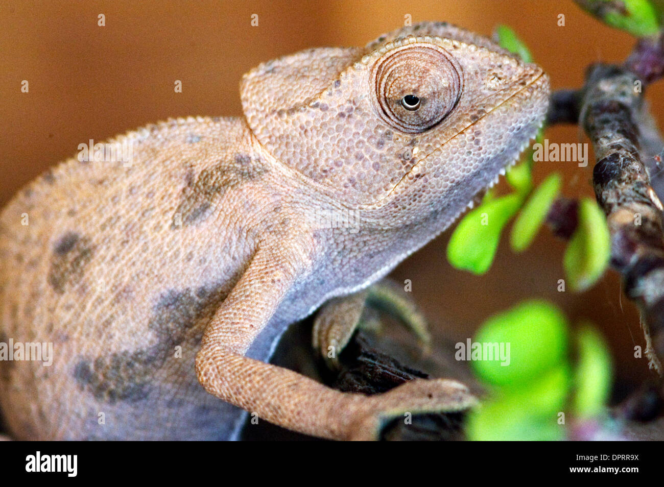 Jan 09, 2009 - Jerusalem, Israel - Israeli Chameleon (Credit Image ...