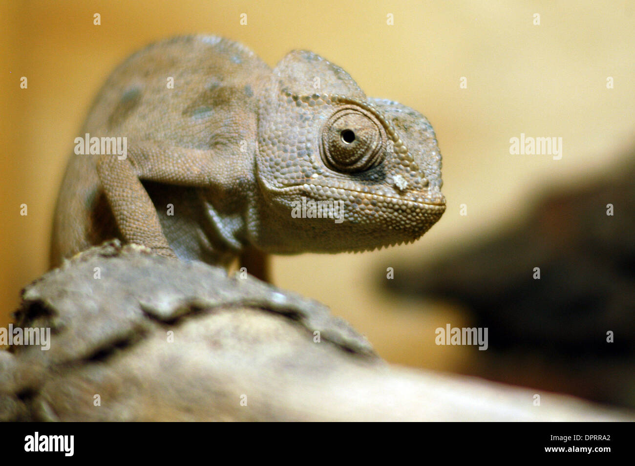 Jan 09, 2009 - Jerusalem, Israel - Israeli Chameleon (Credit Image ...