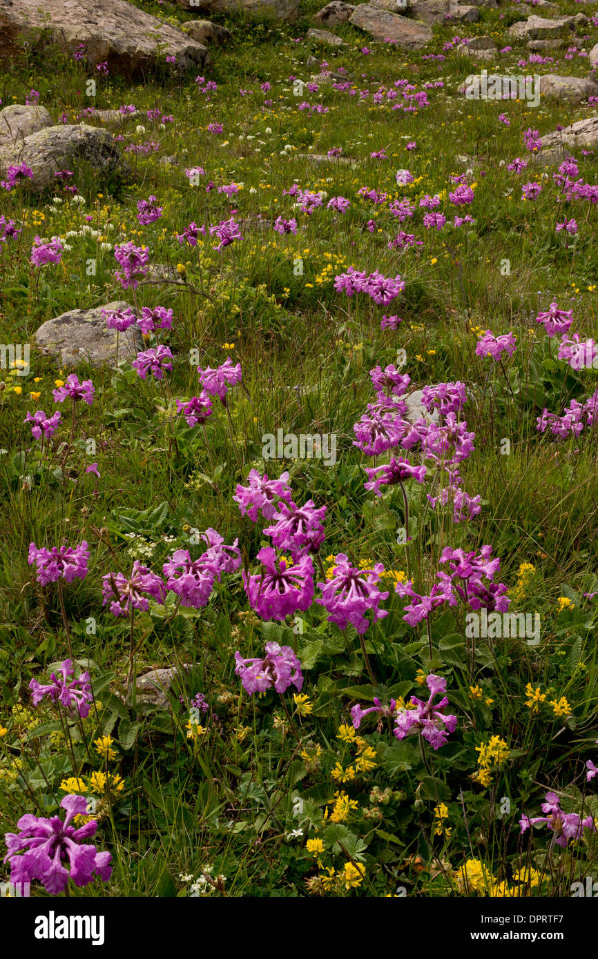 Flowery grassland, mainly Large betony, at Anzar yayla (high grazing ...