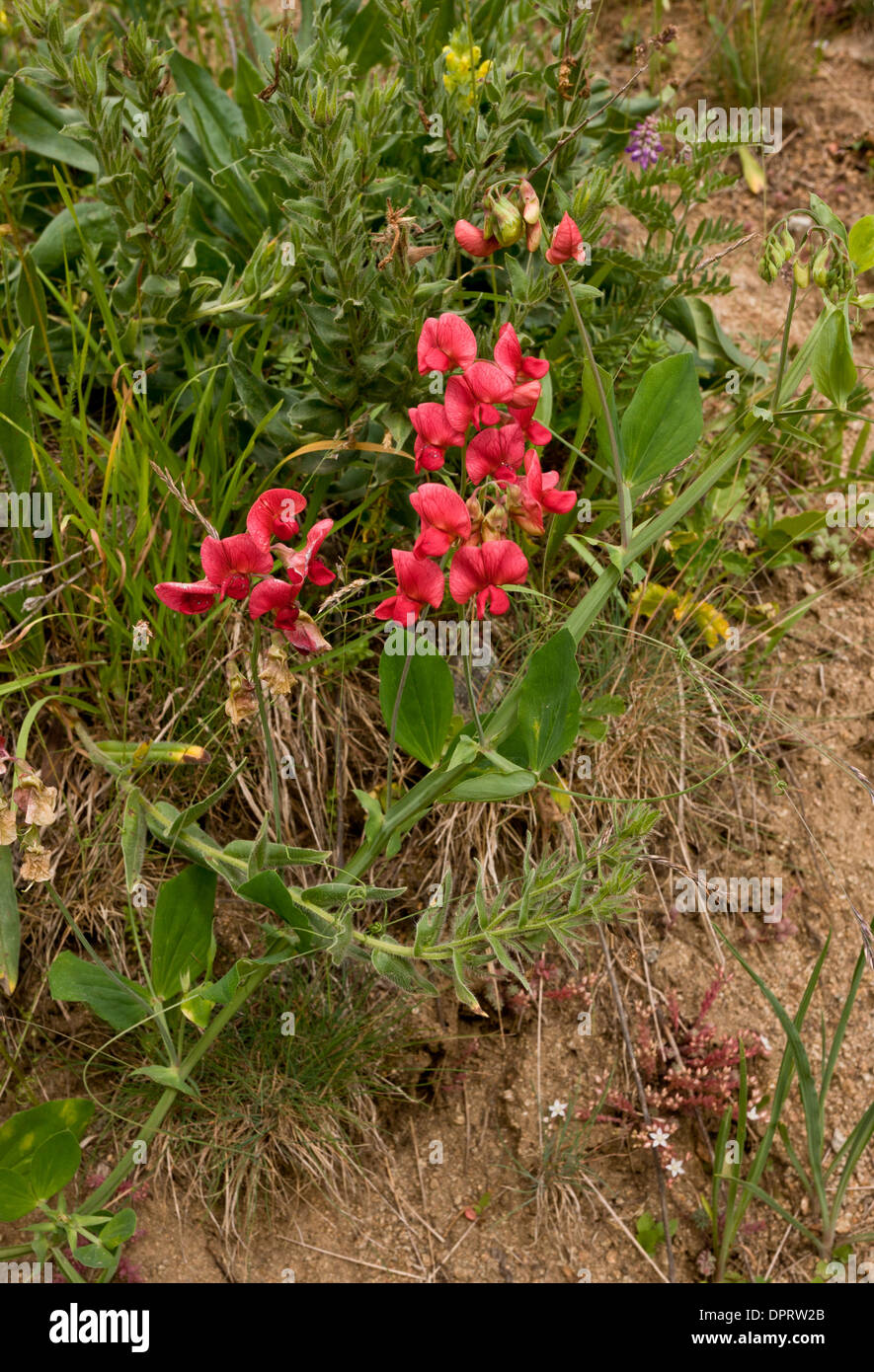 Miniatus hi-res stock photography and images - Alamy