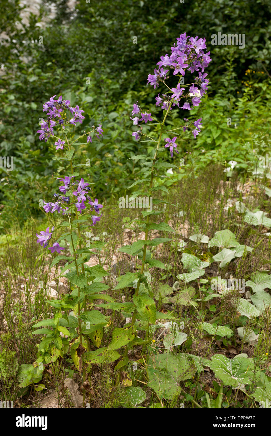 Campanula lactiflora hi-res stock photography and images - Alamy