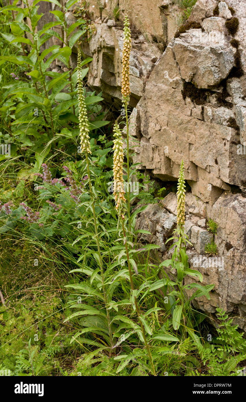 Rusty foxglove, Digitalis ferruginea, Turkey Stock Photo - Alamy