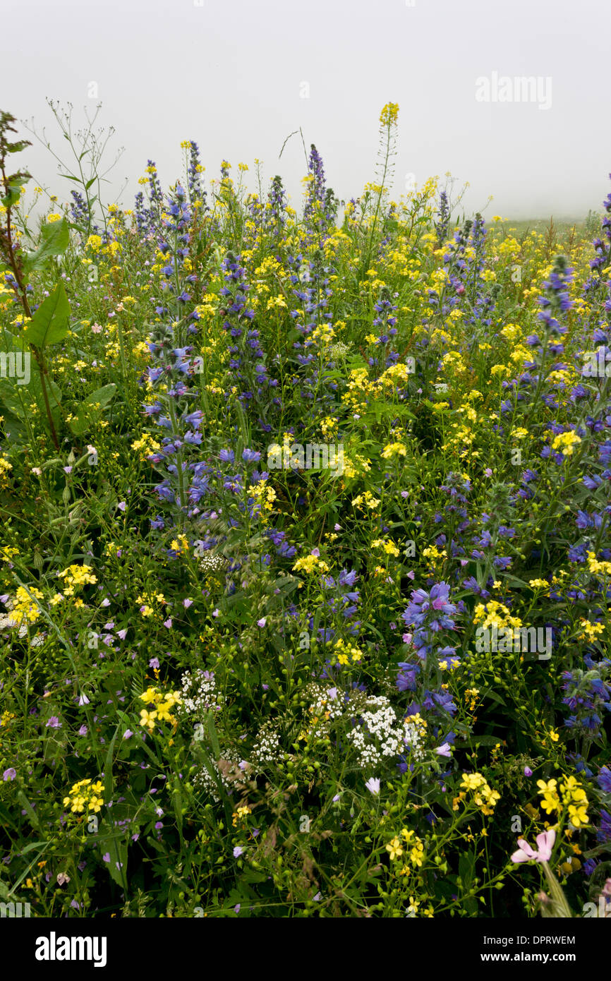 Roadside verge on Ovit Pass, with Viper's Bugloss and yellow Bunias ...