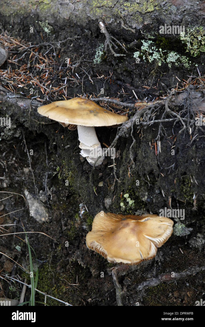 Fungi, Funghi, Toadstools Stock Photo - Alamy