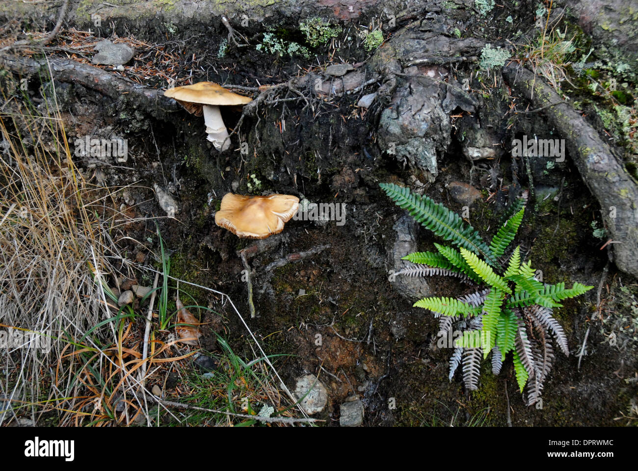 Fungi, Funghi, Toadstools Stock Photo - Alamy